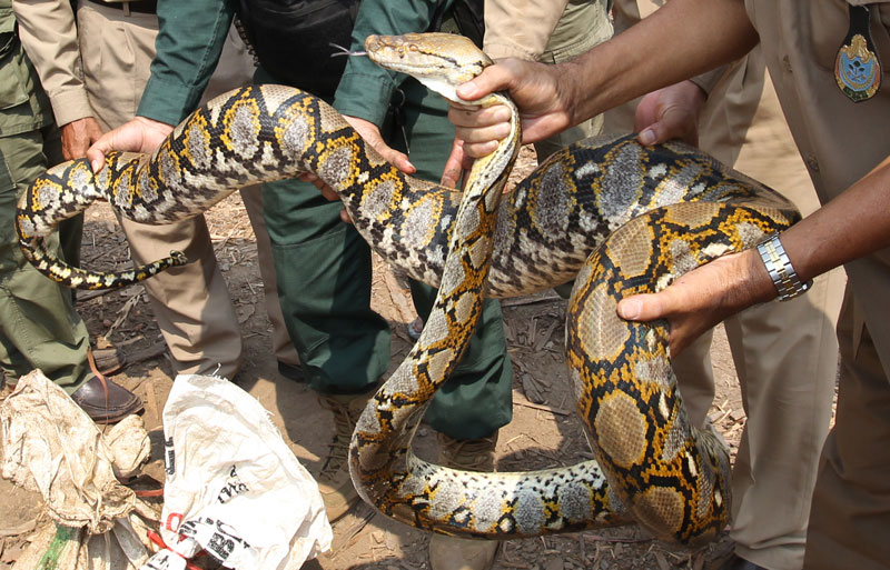 Cambodia rescues half tonne of smuggled tortoises, pythons | Mizzima ...