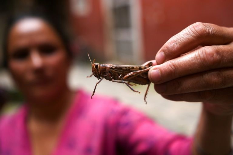 Nepal offers locust bounty as swarms threaten crops | Mizzima Myanmar ...